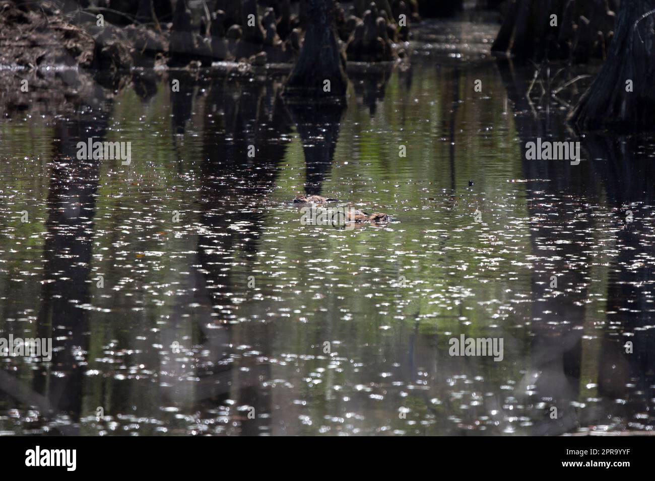 Three Young Nutria Swimming Stock Photo - Alamy