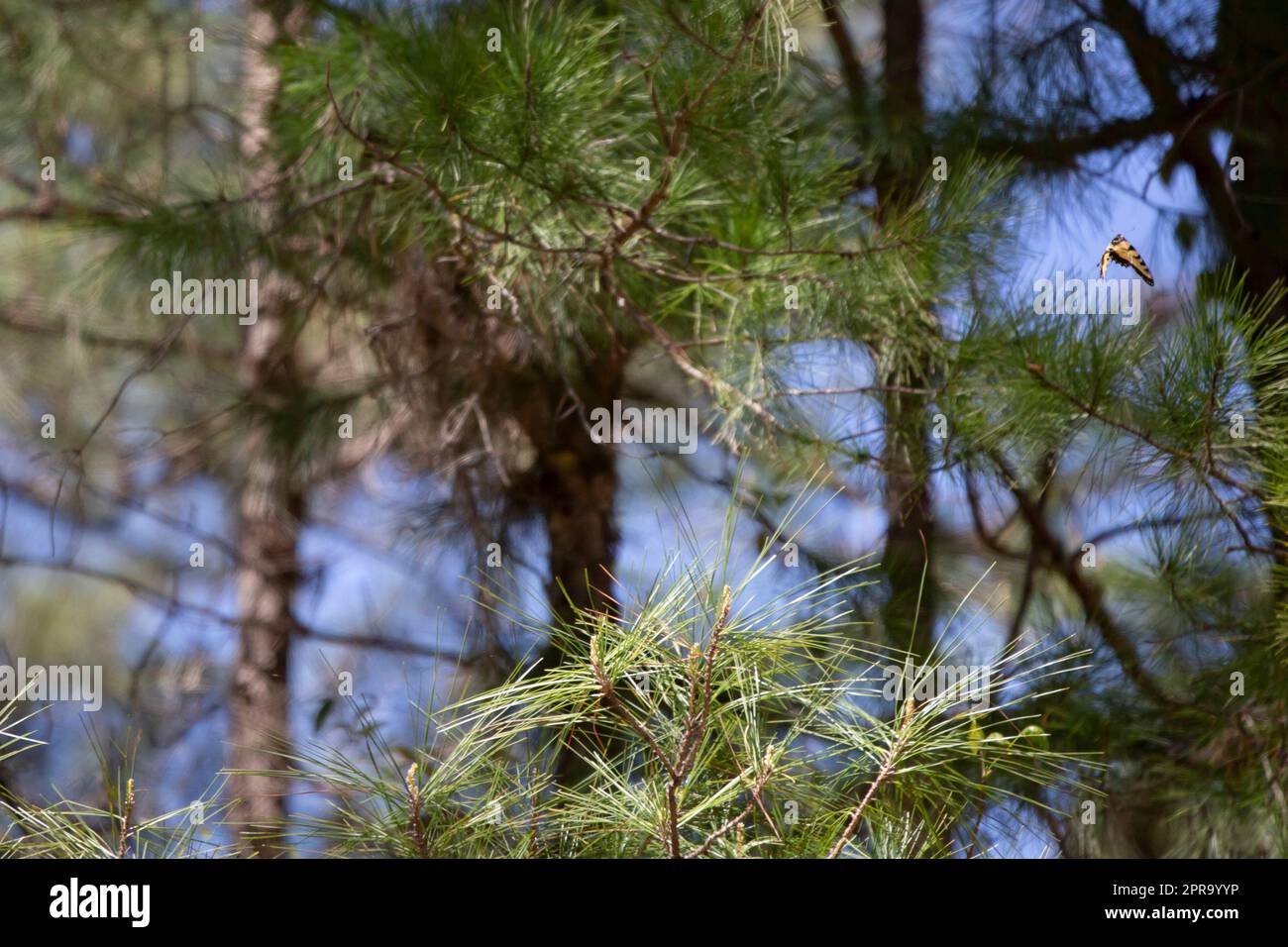 Eastern Tiger Swallowtail Flying Stock Photo - Alamy