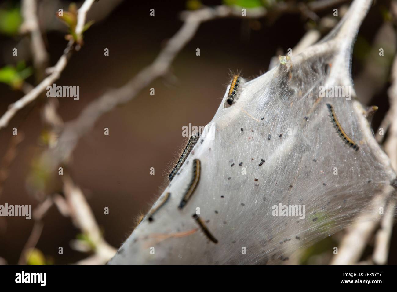 Eastern Tent Caterpillar Stock Photo - Alamy