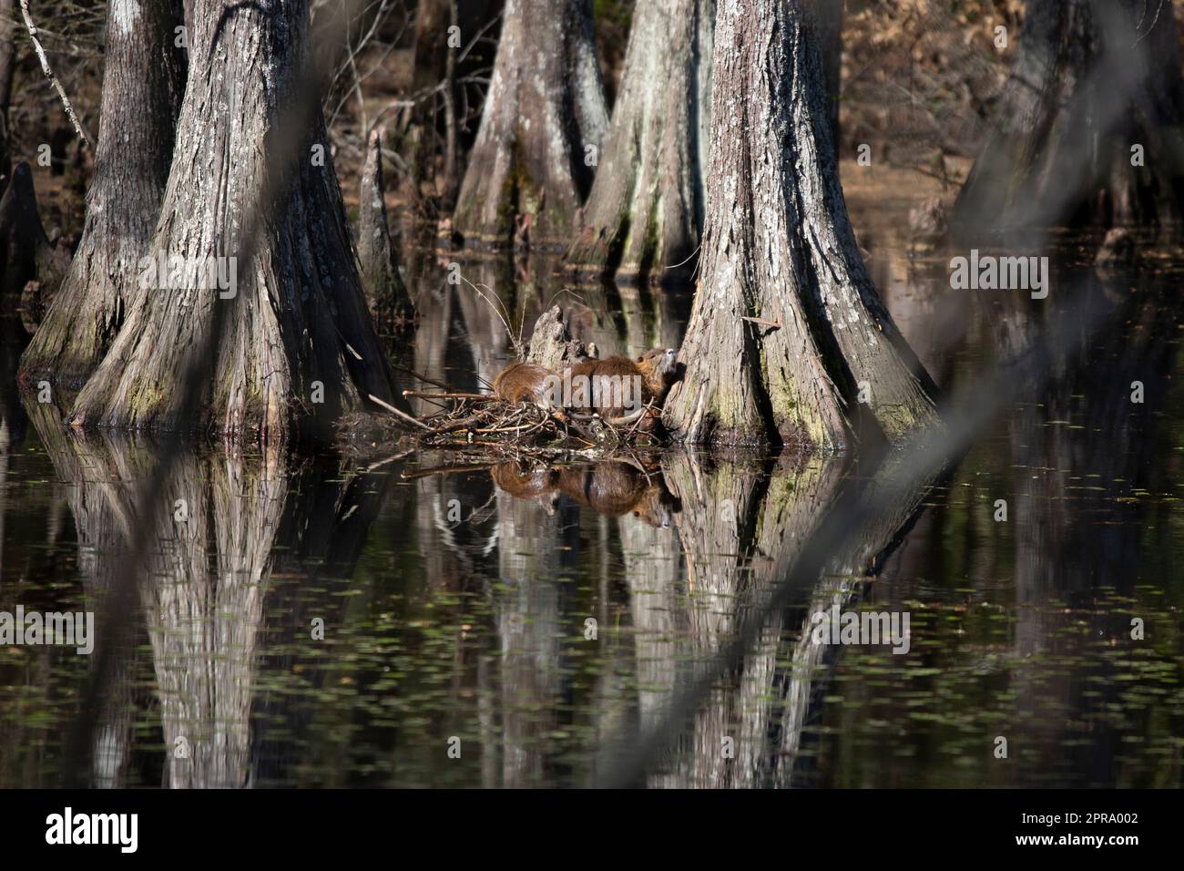 Semi aquatic nutria hi-res stock photography and images - Alamy