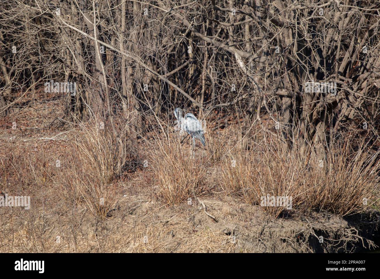 Great Blue Heron Eating Snake Stock Photo - Alamy