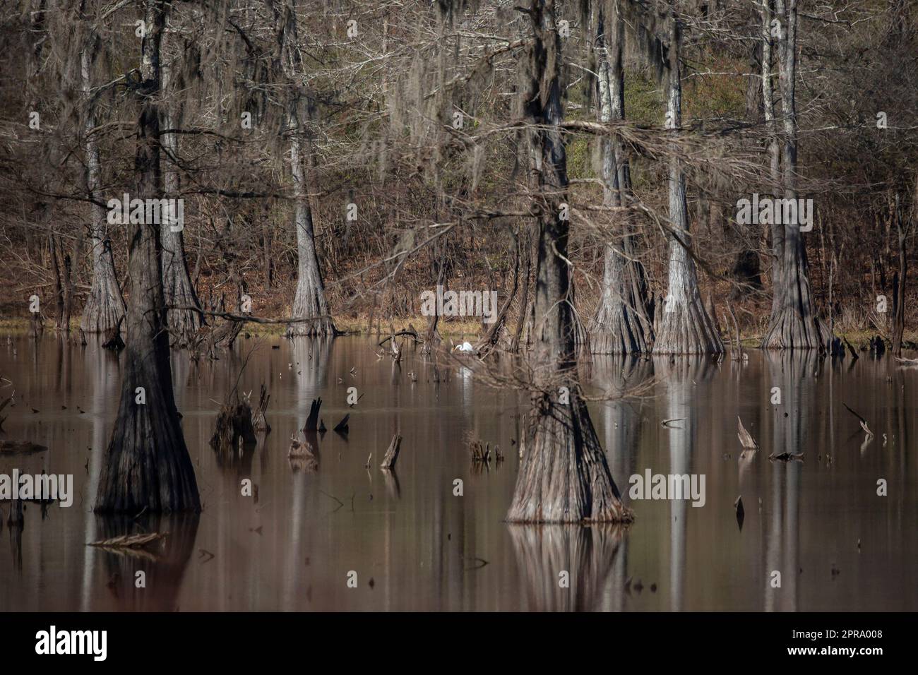 Beautiful, Tree-Filled Swamp Stock Photo - Alamy