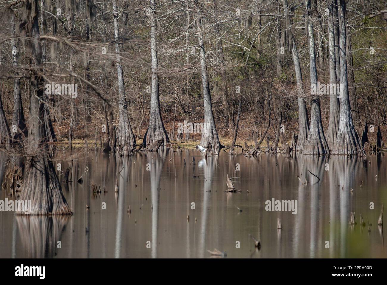 Beautiful, Tree-Filled Swamp Stock Photo - Alamy
