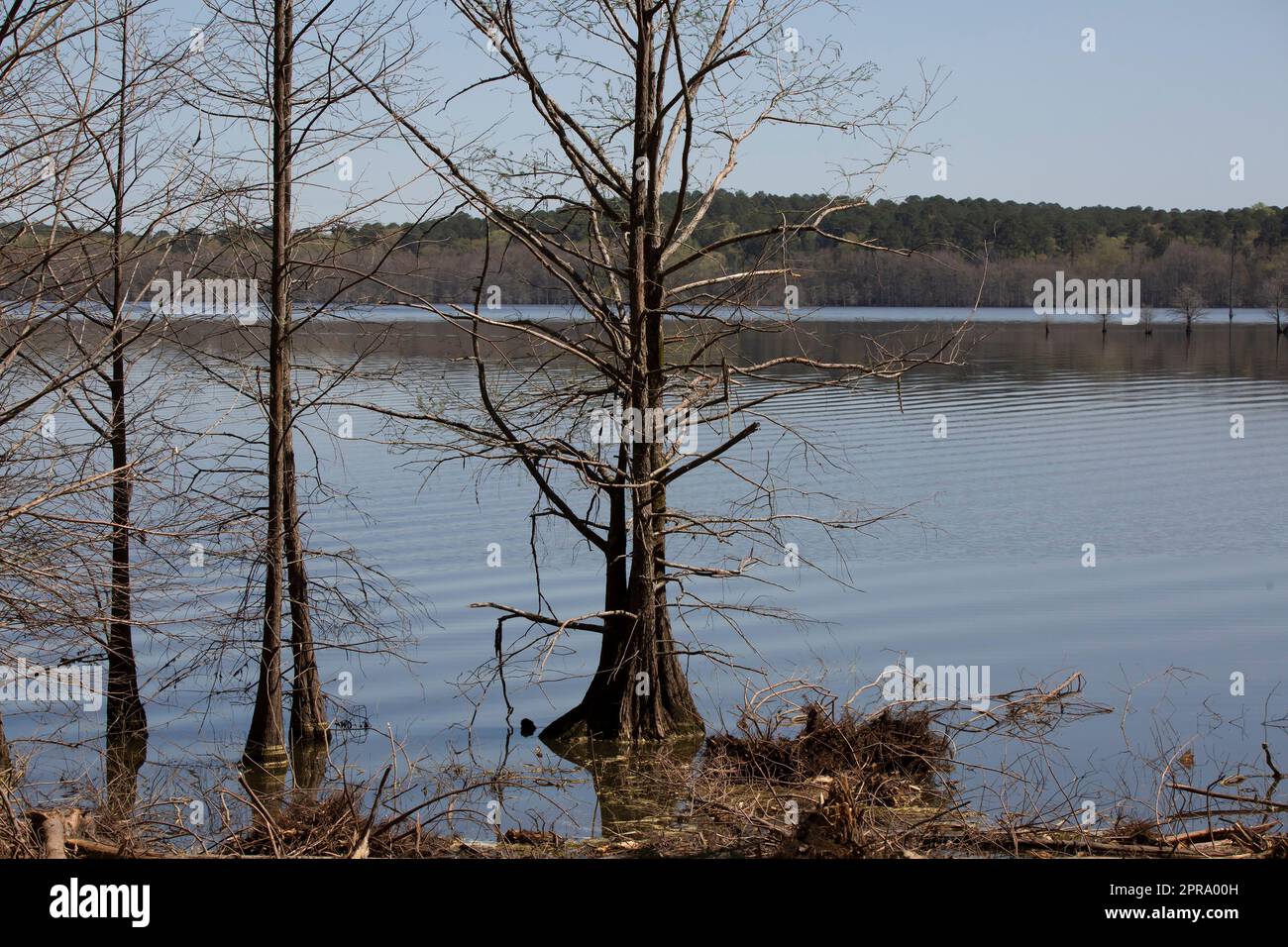 A line of trees growing in shallow water Stock Photo - Alamy