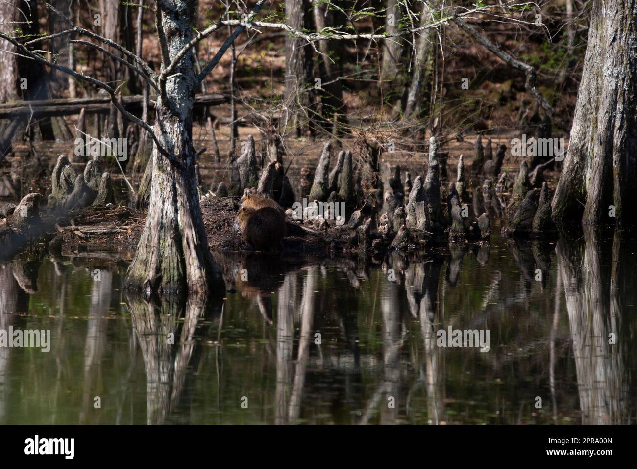 Semi aquatic nutria hi-res stock photography and images - Alamy