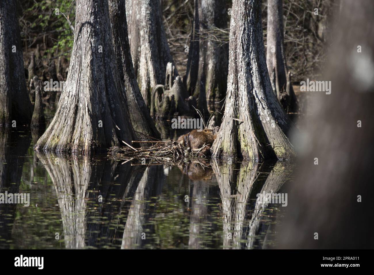 Alive living animal mammal biology zoology hi-res stock photography and ...