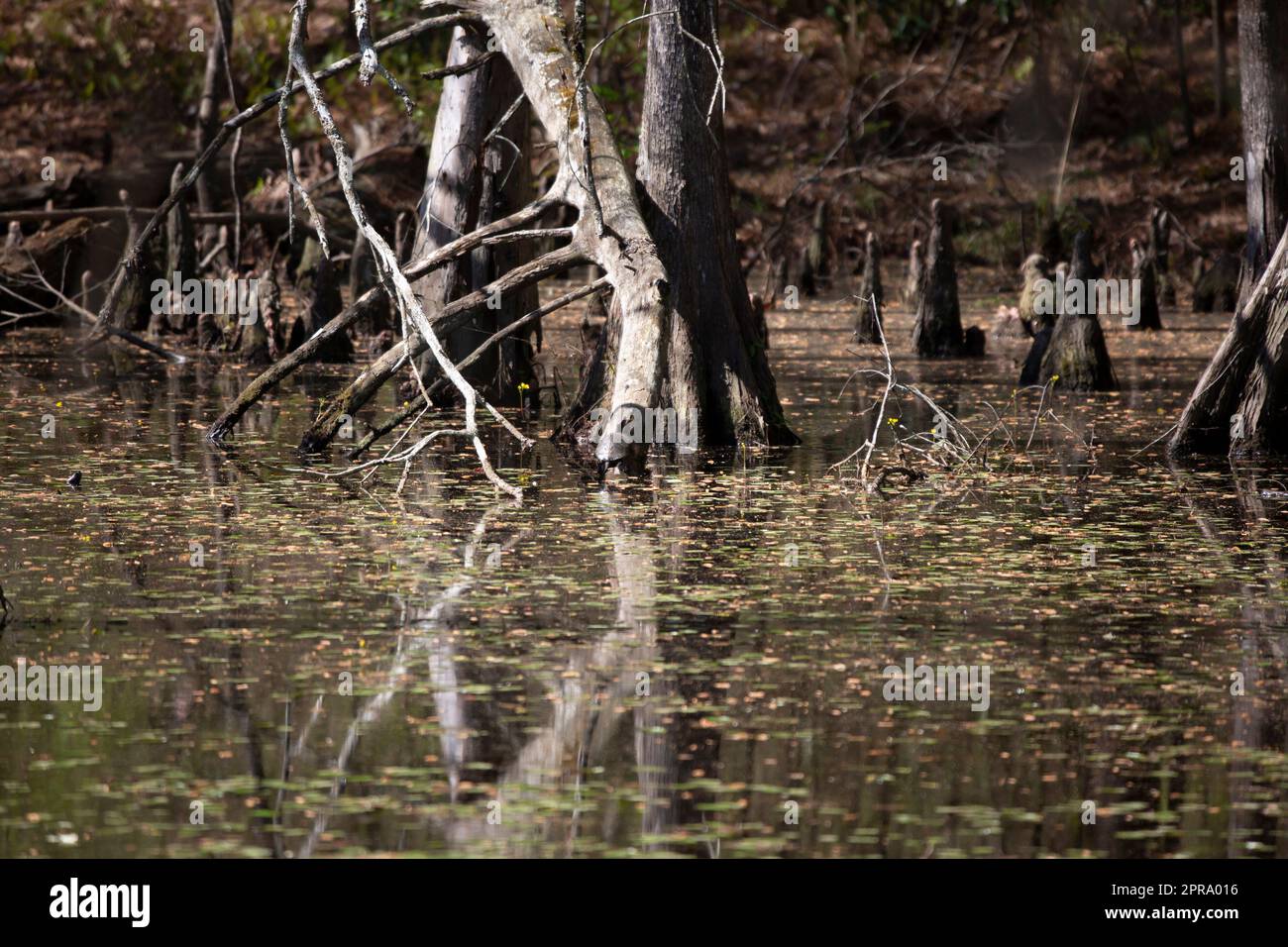 Red-Eared Sliders in a Swamp Stock Photo - Alamy