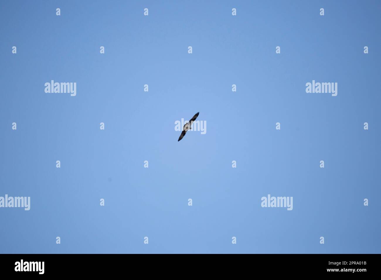 Hunting Osprey in Flight Stock Photo - Alamy