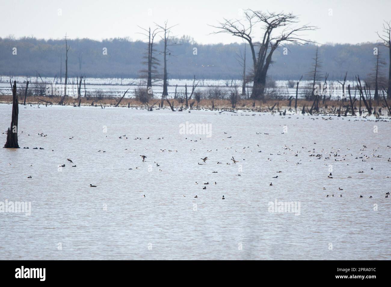 Landing pintail duck hi-res stock photography and images - Alamy