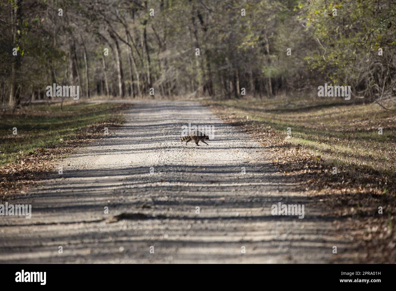 Common Raccoon Crossing the Road Stock Photo - Alamy
