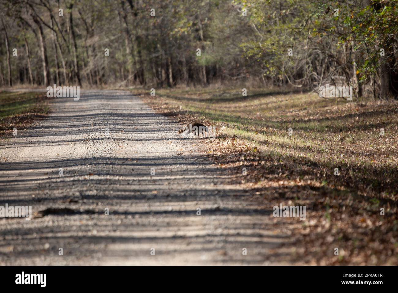 Common Raccoon Crossing the Road Stock Photo - Alamy
