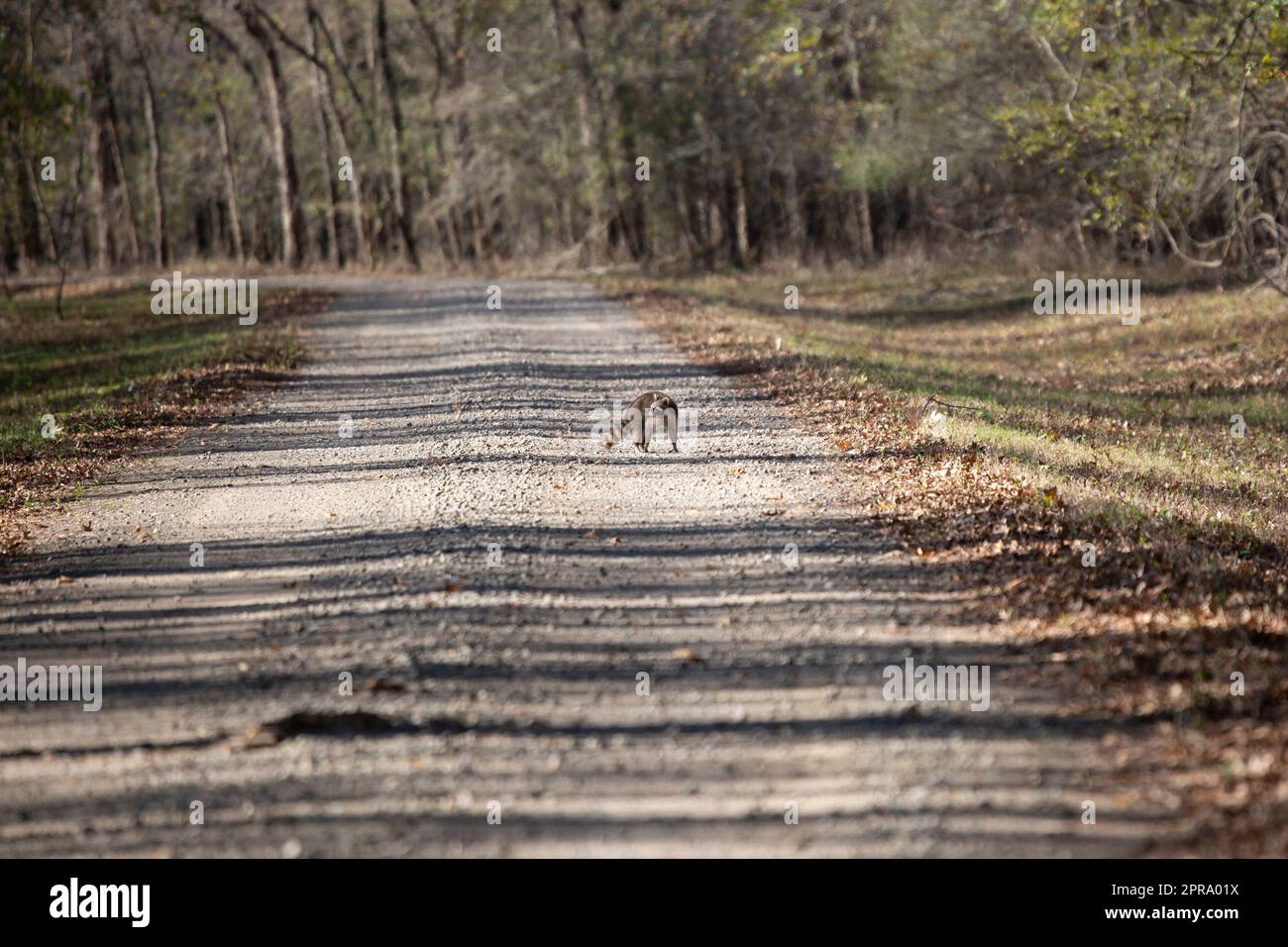 Common Raccoon Crossing the Road Stock Photo - Alamy