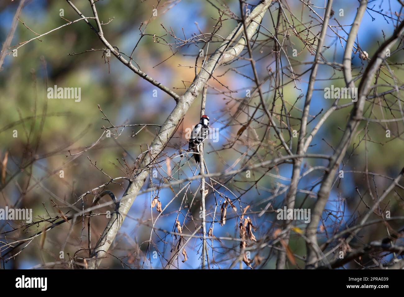 Male Downy Woodpecker Foraging Stock Photo - Alamy