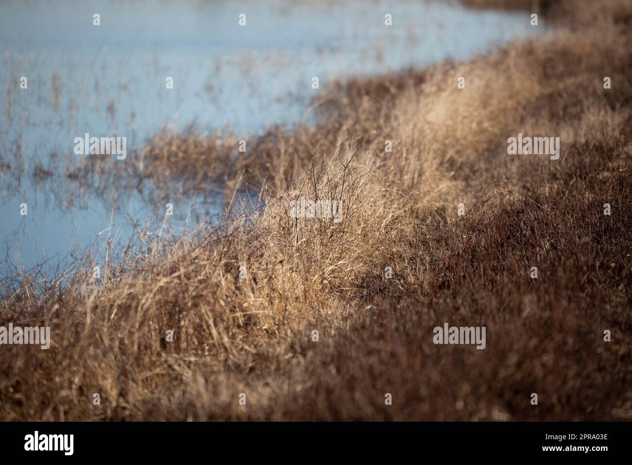 Dried Grass at Lake Stock Photo - Alamy
