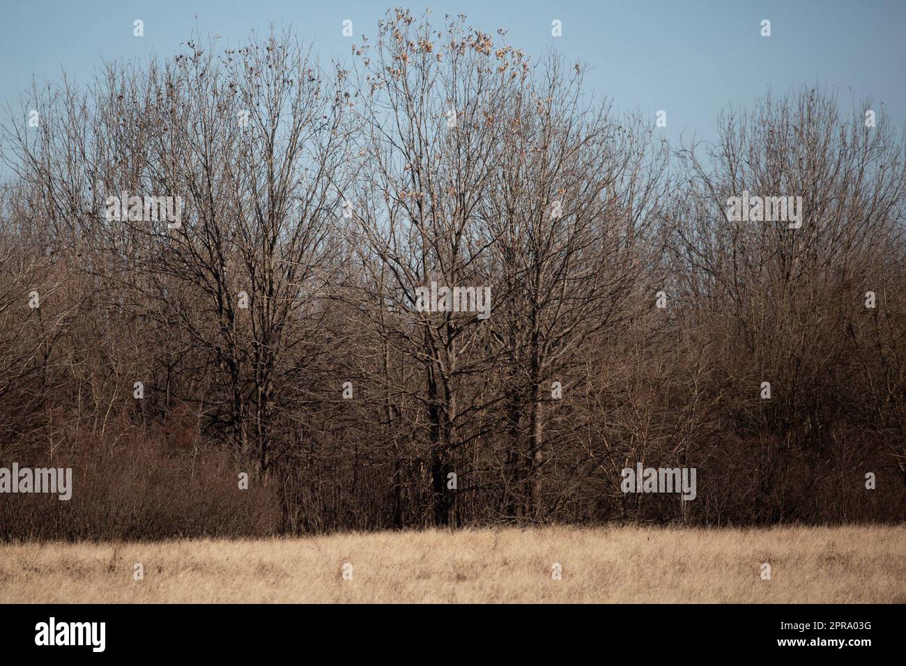 Wilderness and open meadow hi-res stock photography and images - Alamy