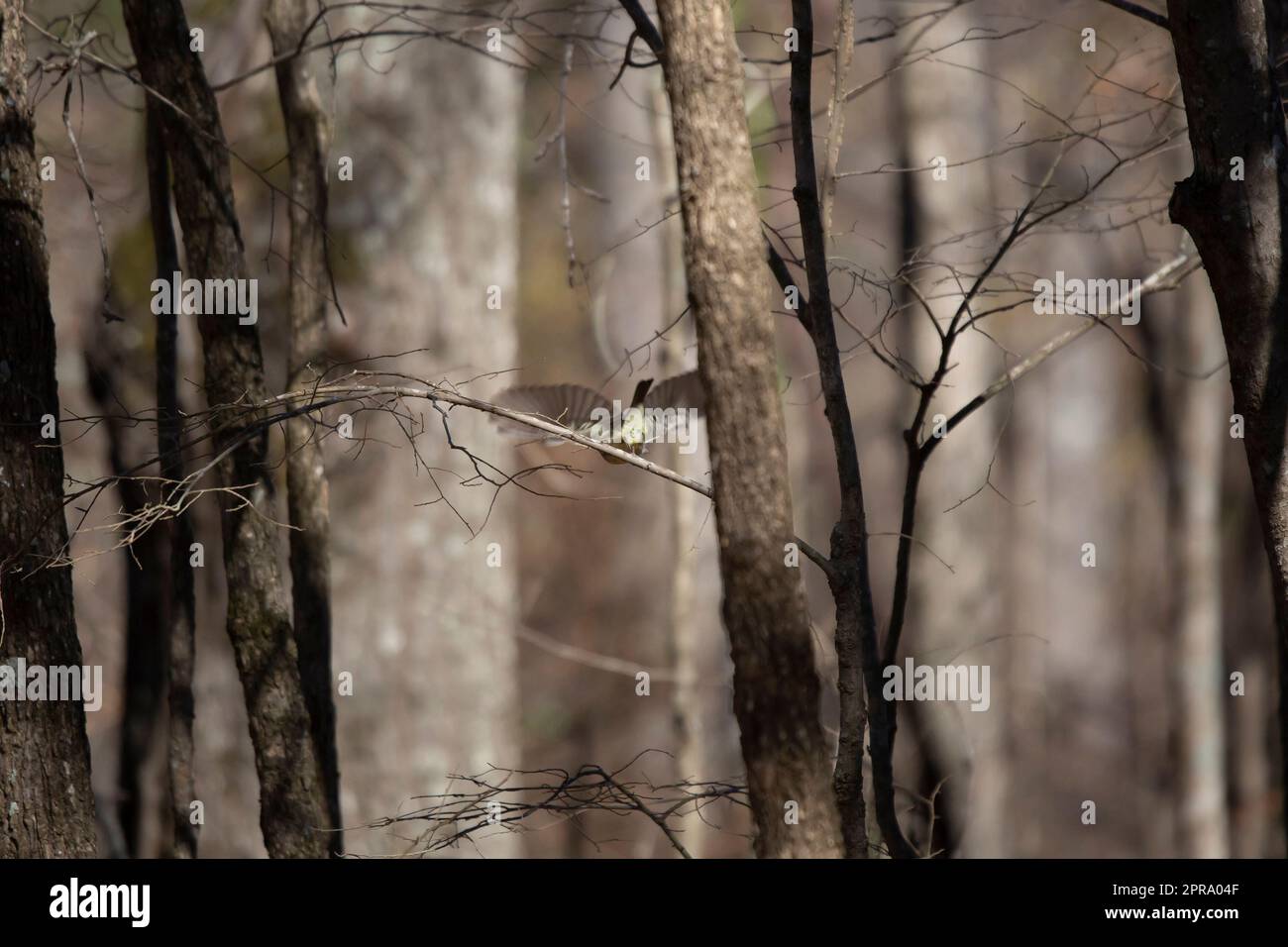 Phoebe in hi-res stock photography and images - Alamy