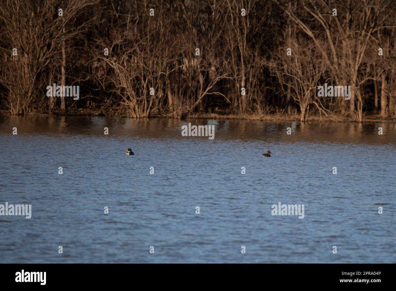 Mallard Drake and Hen Swimming Stock Photo - Alamy