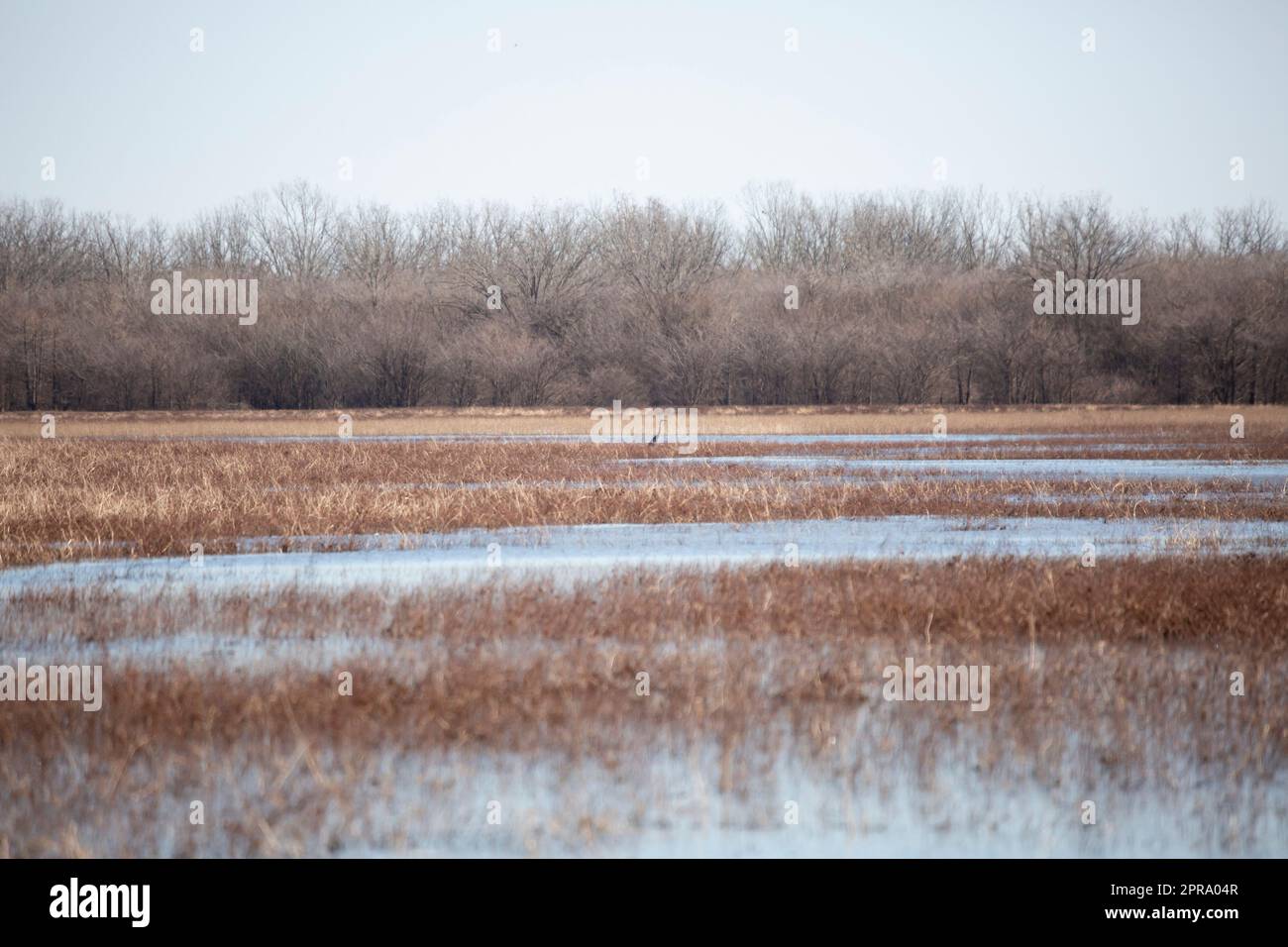 Great Blue Heron Hunting Stock Photo - Alamy