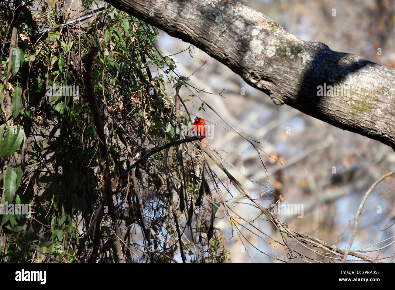 Beautiful cute male northern hi-res stock photography and images - Alamy