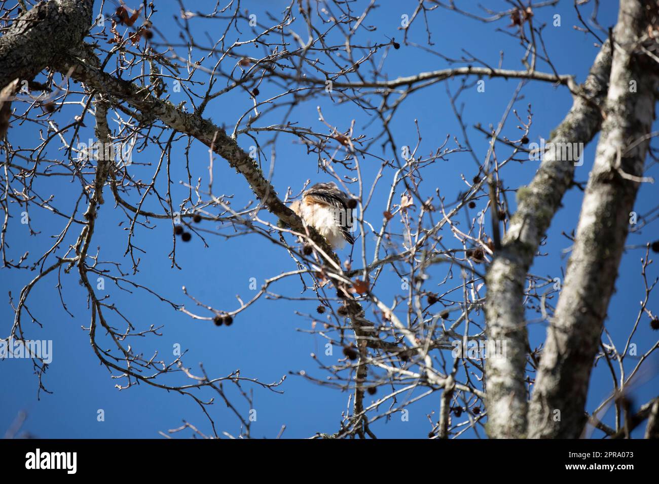 Young Red-Shouldered Hawk Stock Photo - Alamy