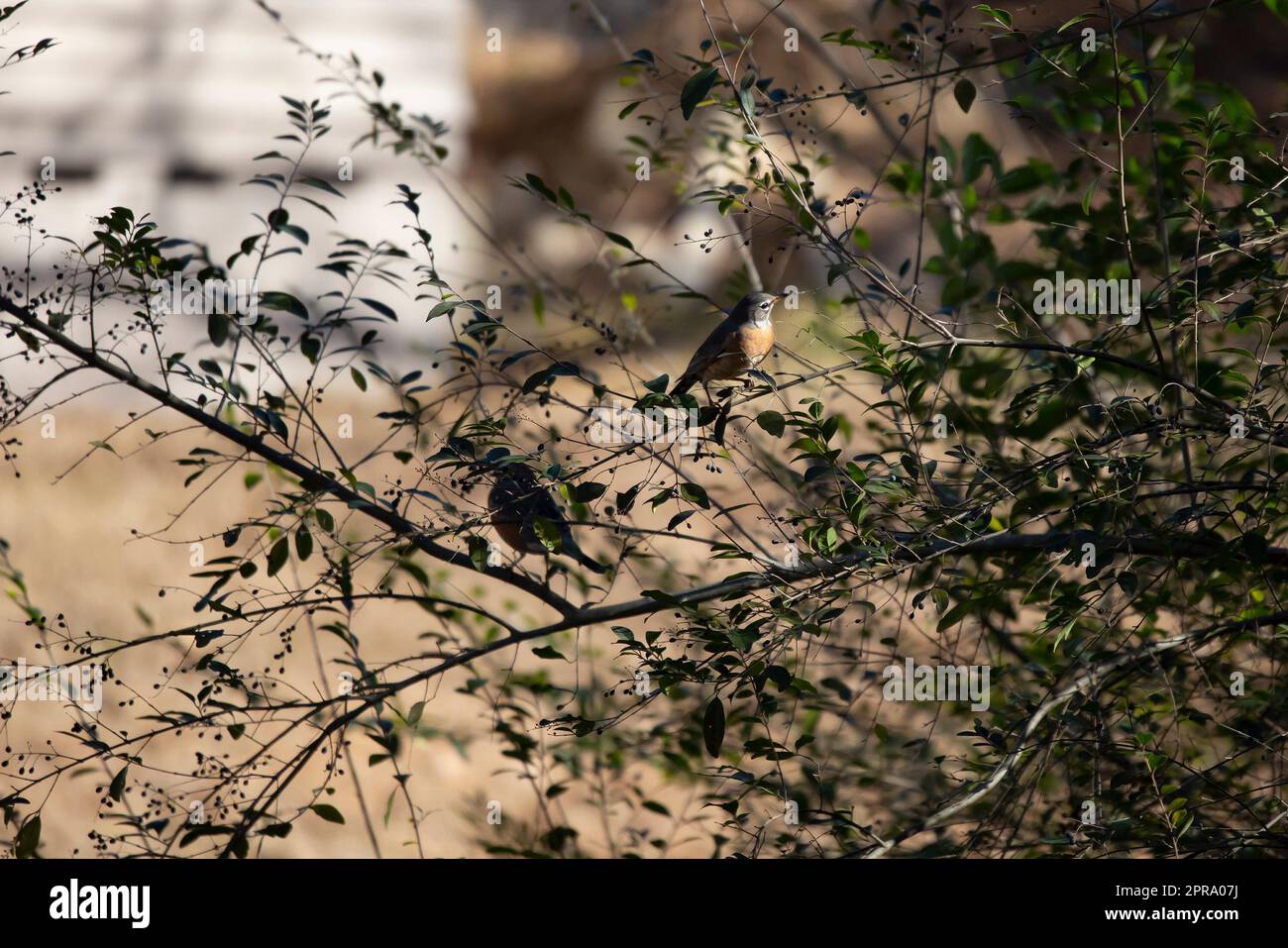 American Robin Eating Stock Photo - Alamy