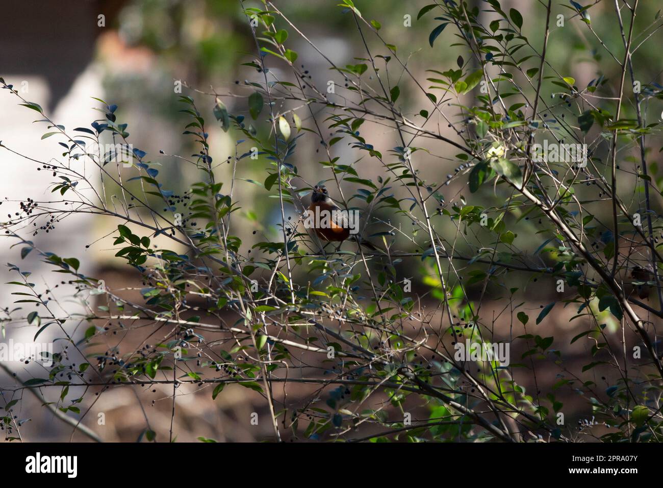 Orange breasted robin hi-res stock photography and images - Alamy