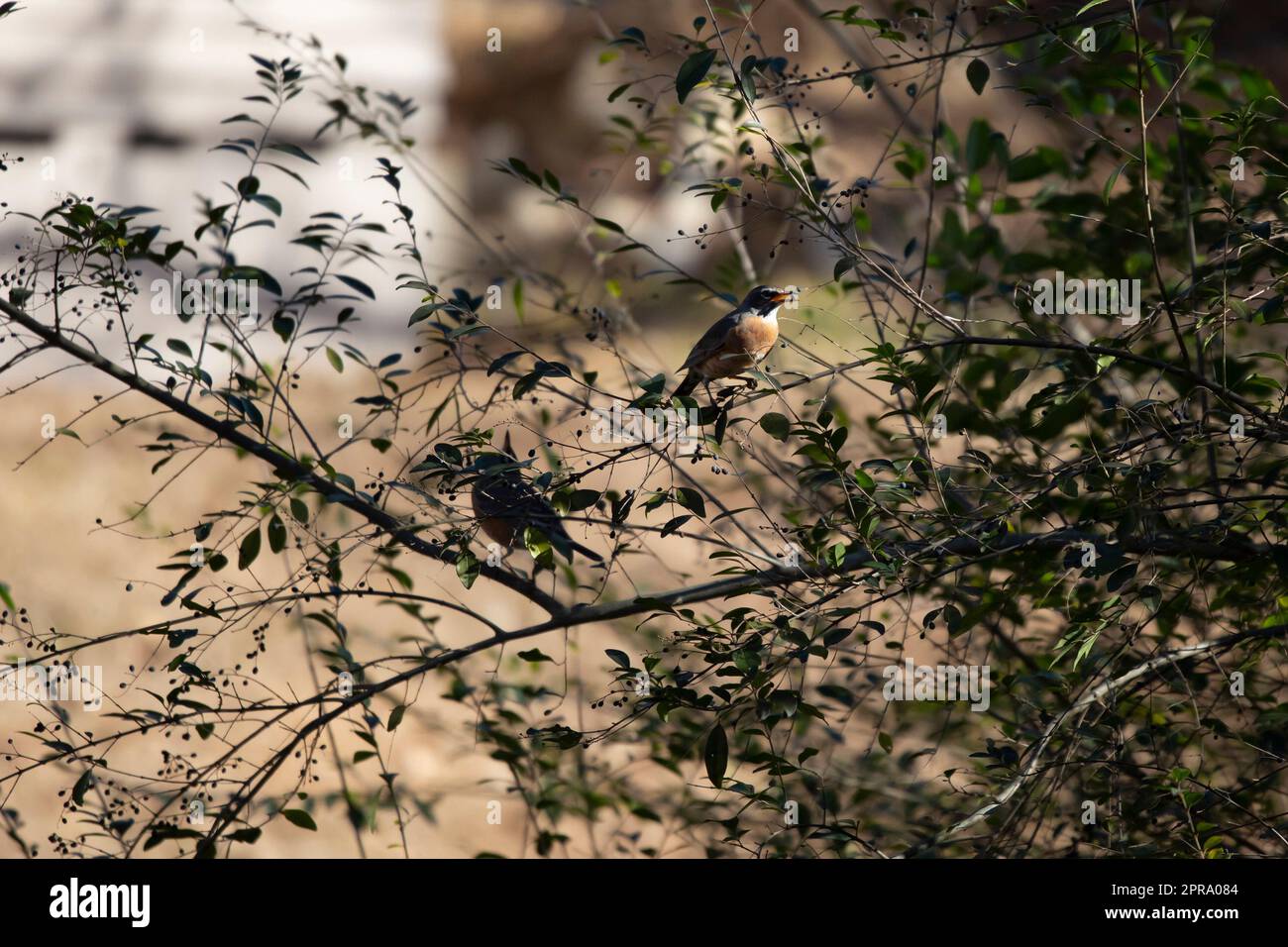 American Robin Eating Stock Photo - Alamy