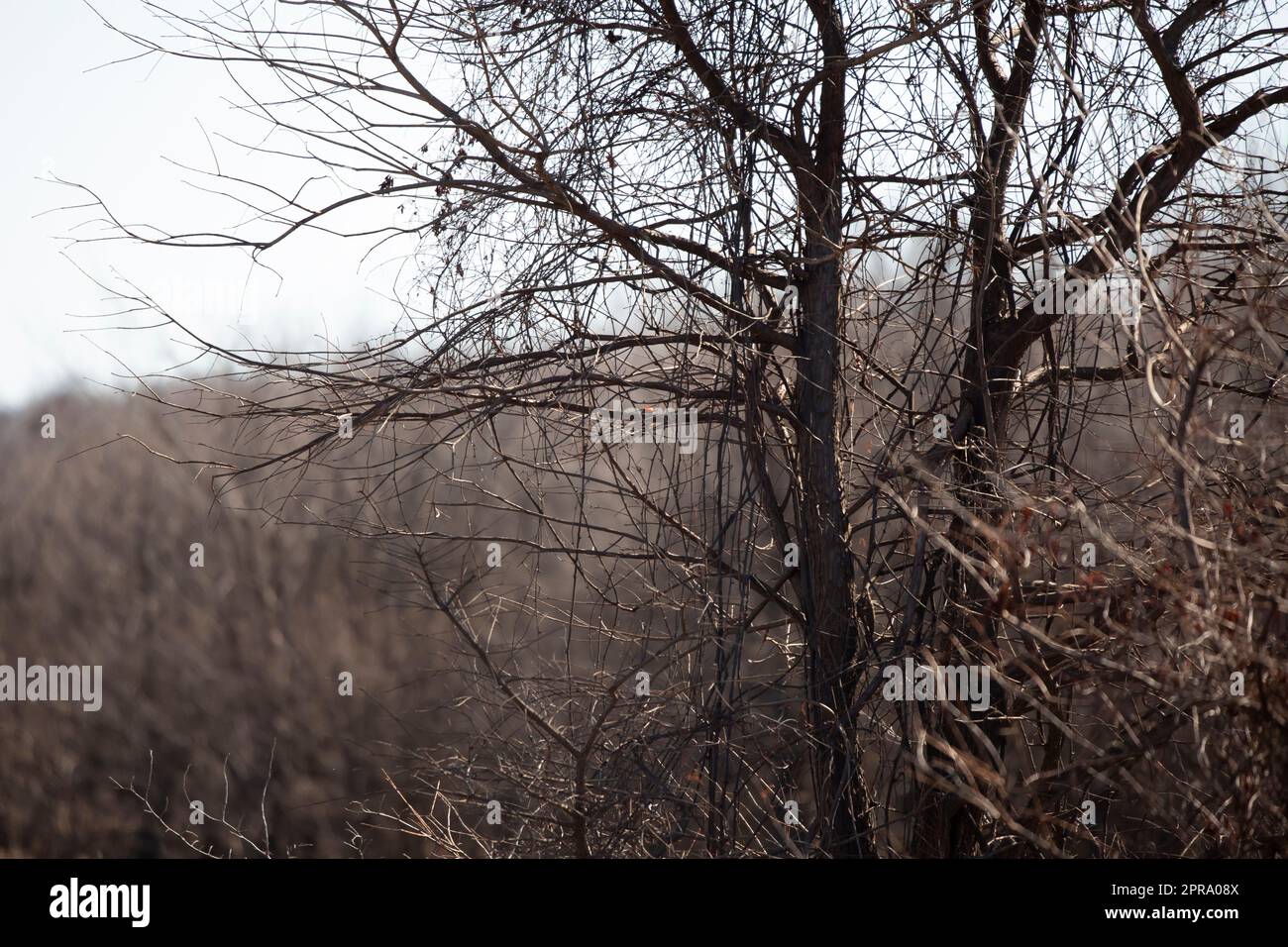 Orange vermillion hi-res stock photography and images - Alamy