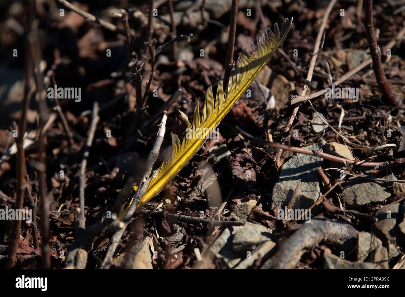 Close up of Yellow-Shafted Flicker Feather Stock Photo - Alamy