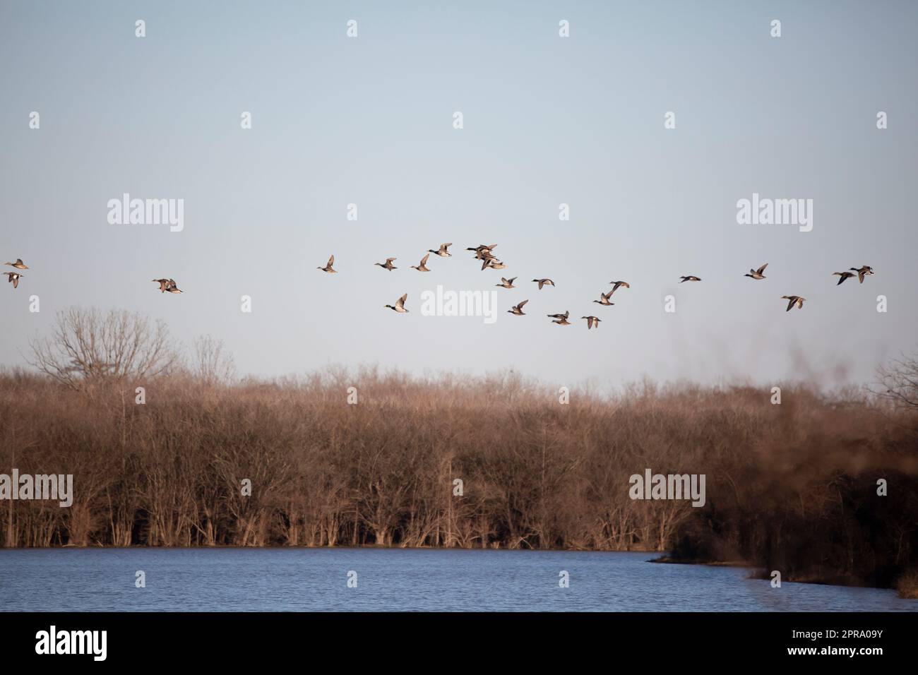 Large Flock of Mallard, Gadwall, and Wigeon Ducks Stock Photo - Alamy