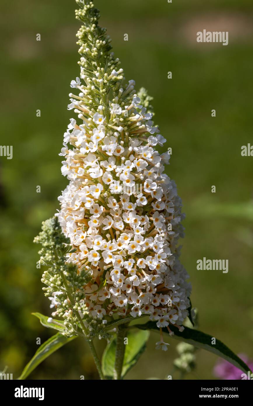 Blooming flowers of buddleja davidii iin a summer garden. Flowers that ...