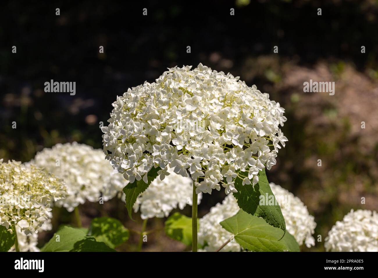 Beautiful garden closeup hi-res stock photography and images - Alamy