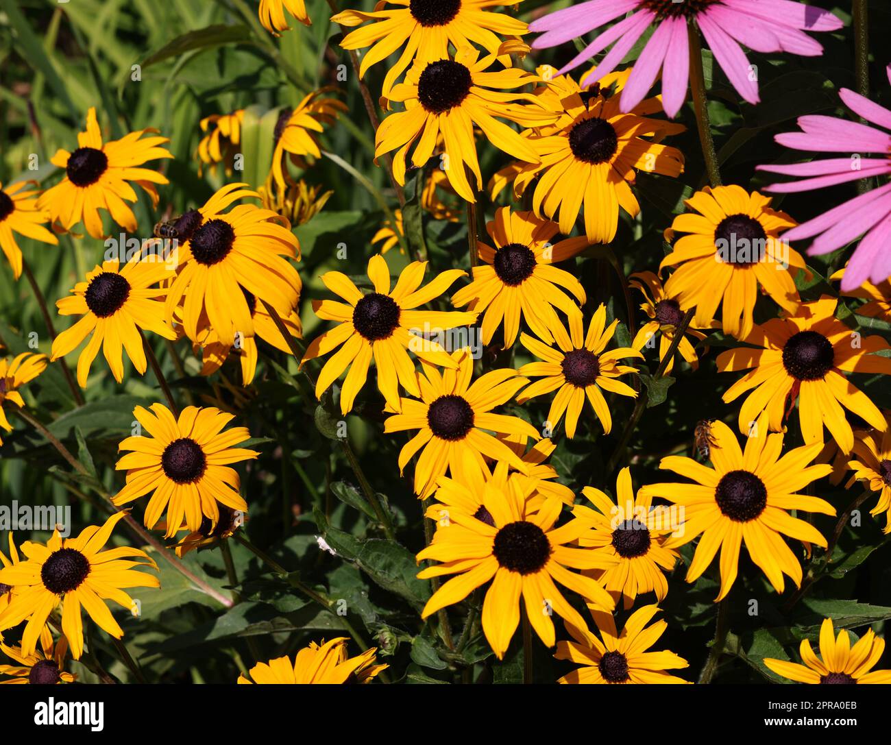 Rudbekia Yellow Daisy flowers in ornamental garden Stock Photo - Alamy