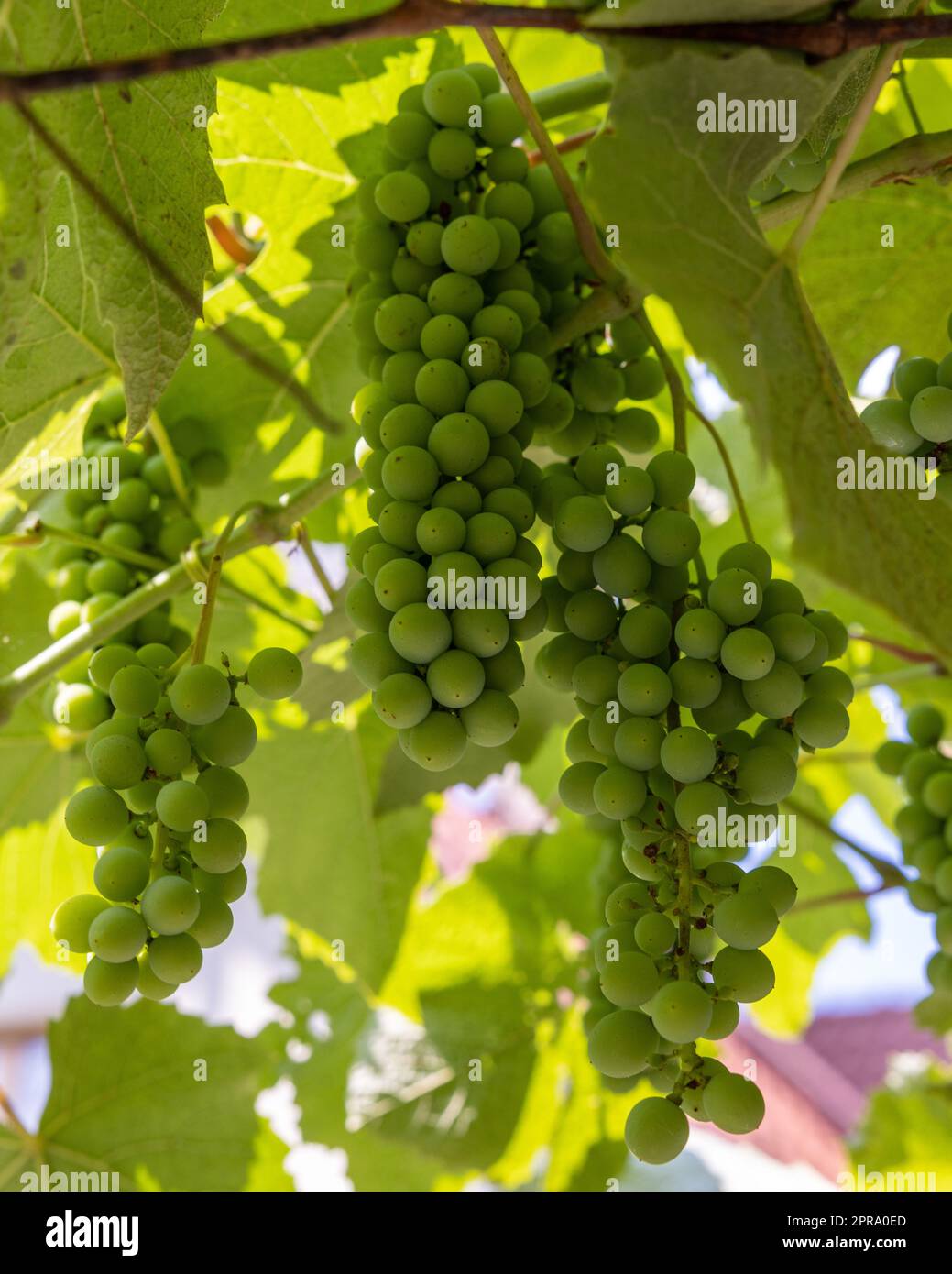 Young grapes grapes bloom green hi-res stock photography and images - Alamy