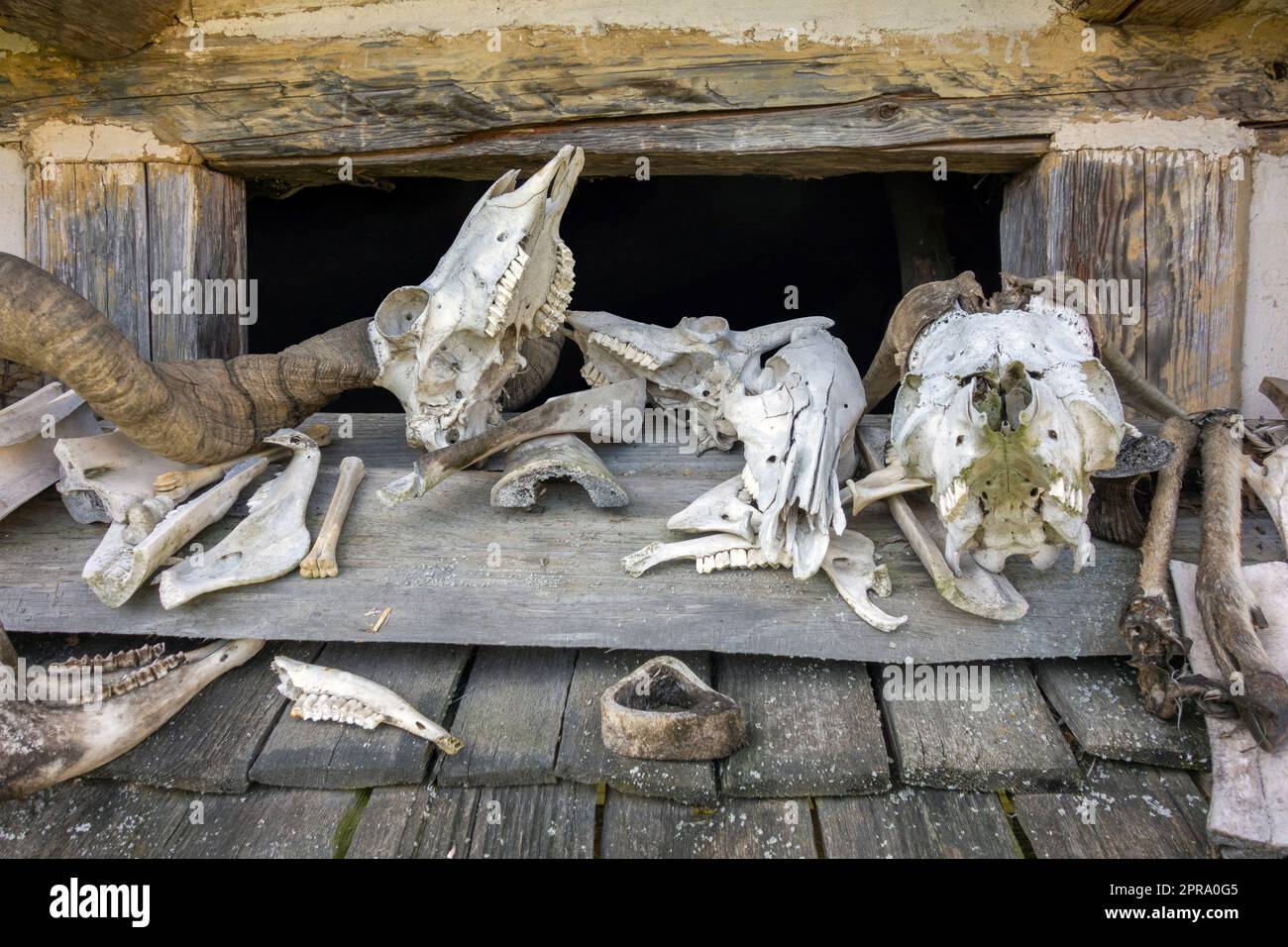 Skulls and bones Stock Photo - Alamy