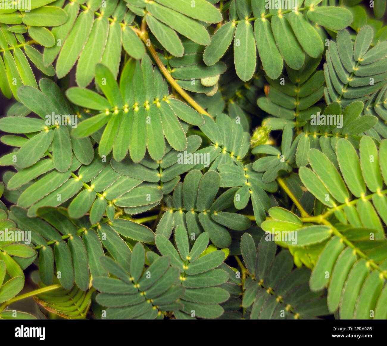 Sensitive plant leaves Stock Photo - Alamy