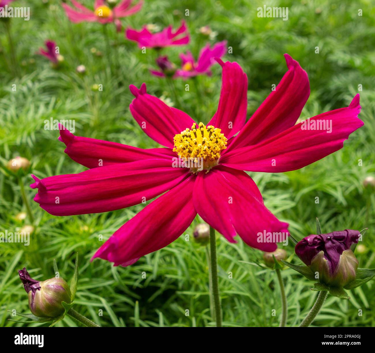 Vibrant cosmos hi-res stock photography and images - Alamy