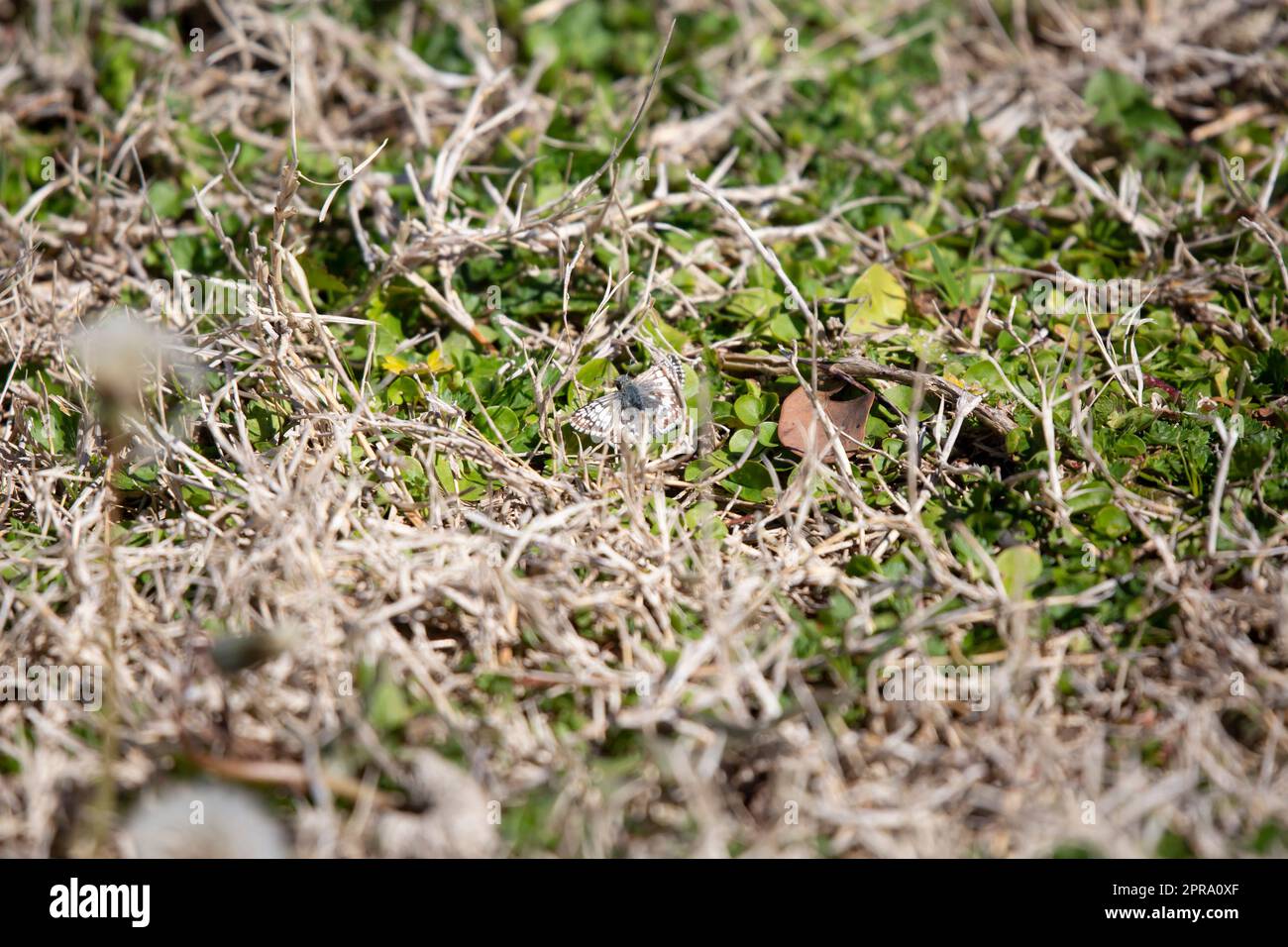 Common Checkered Skipper Stock Photo - Alamy