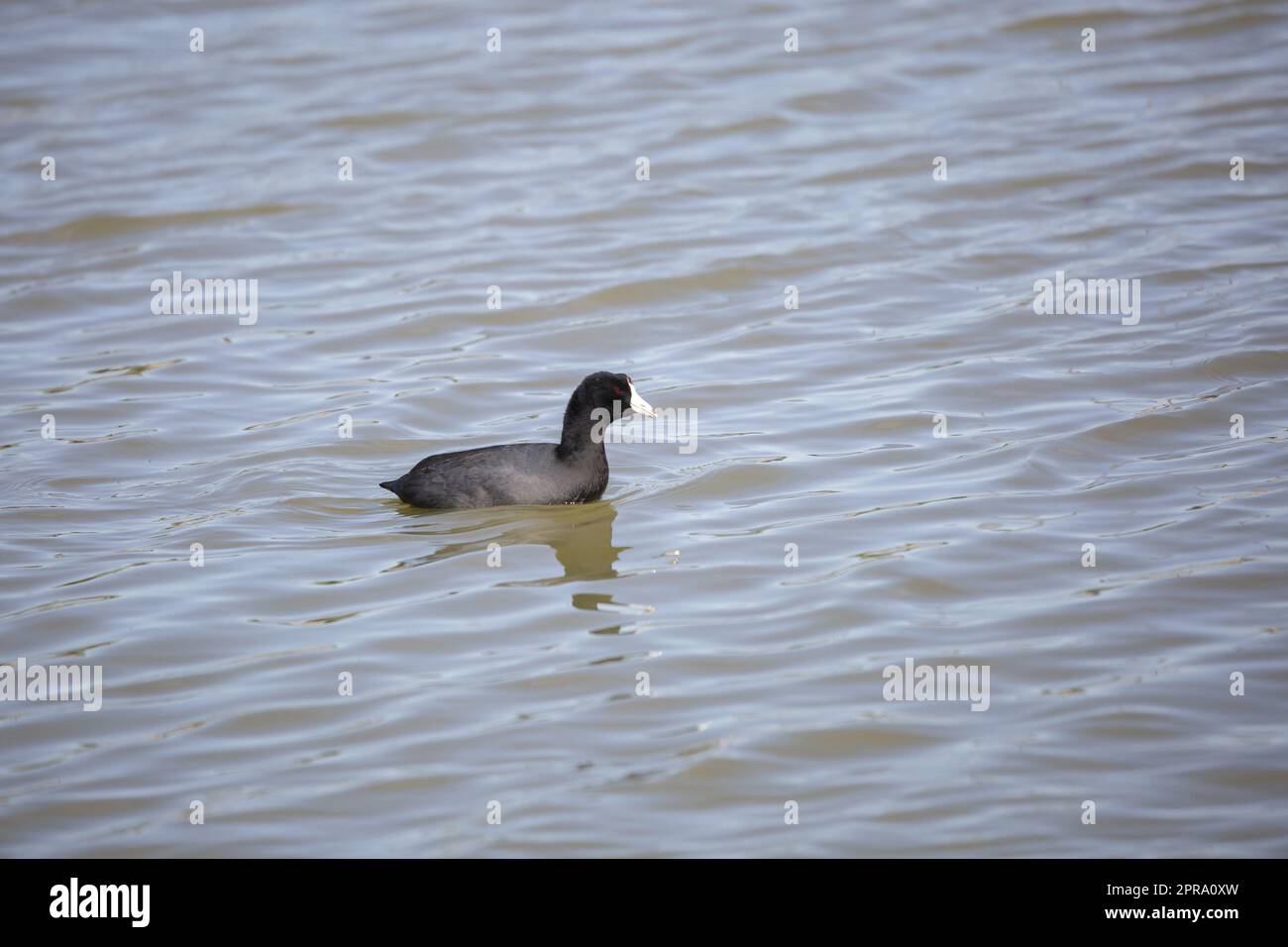 Swimming right hi-res stock photography and images - Alamy
