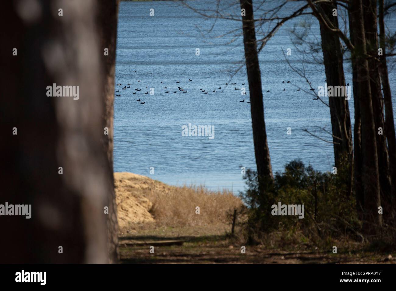 Path leading pine forest hi-res stock photography and images - Alamy