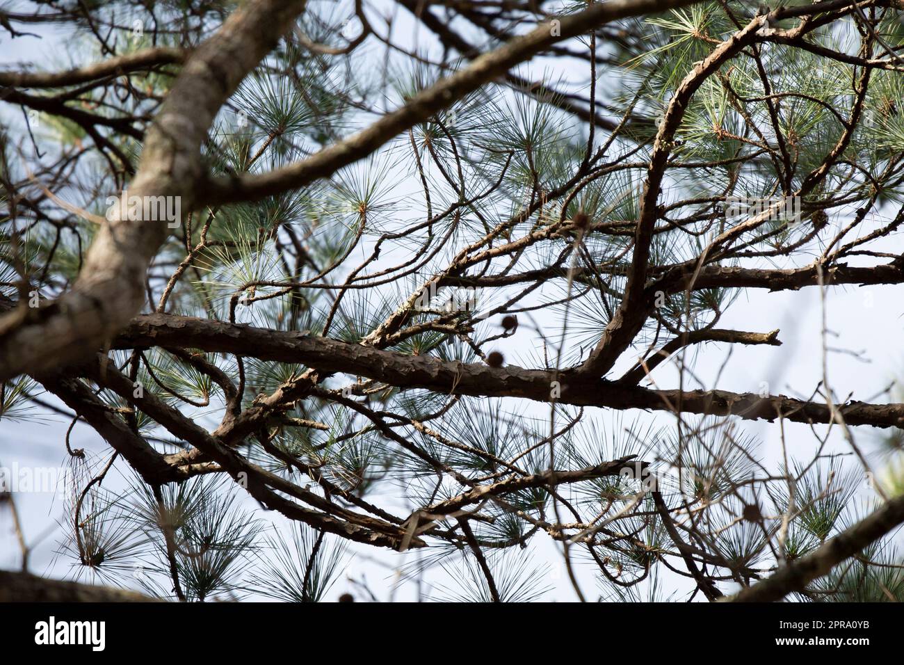 Tiny Carolina Chickadee in a Tree Stock Photo - Alamy