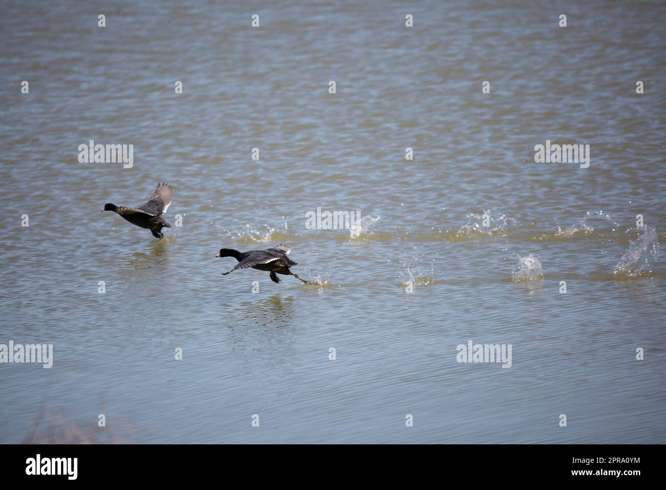 American Coot Running across Water Stock Photo - Alamy