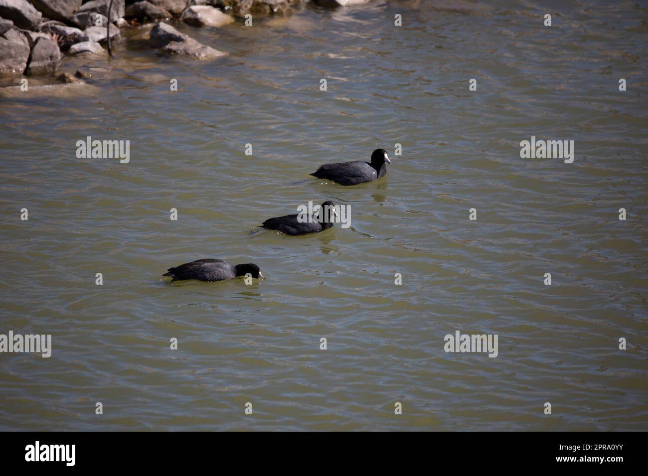 American swimming hi-res stock photography and images - Alamy