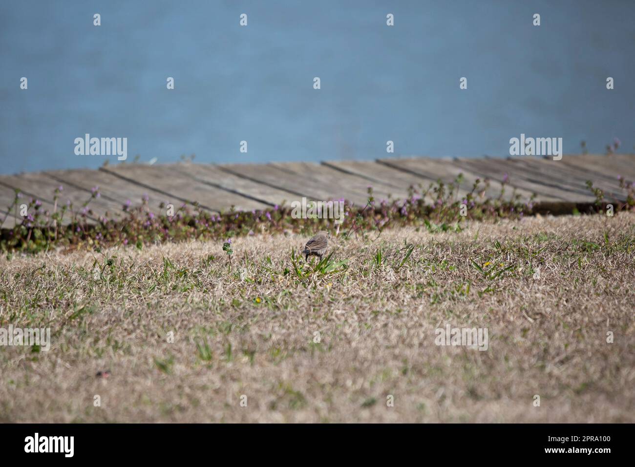 Female Brown-Headed Cowbird Stock Photo - Alamy