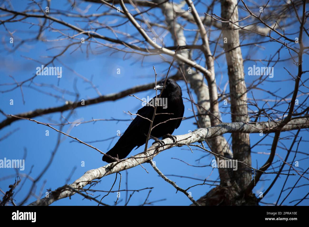 Curious Fish Crow Stock Photo - Alamy