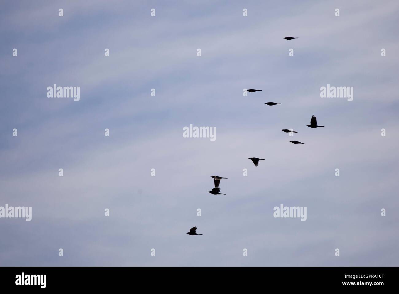 Grackles hi-res stock photography and images - Alamy