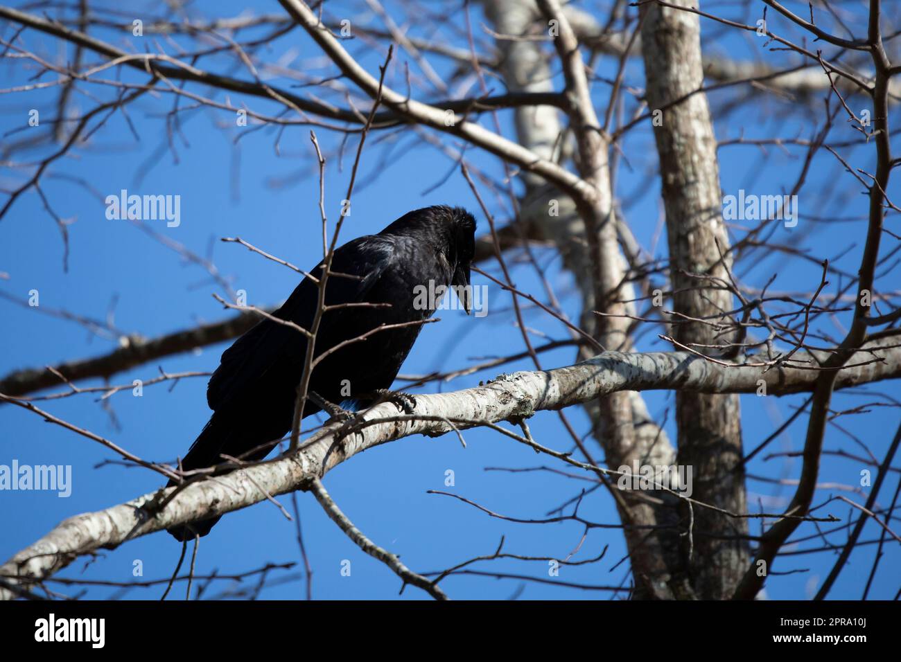 Curious Fish Crow Stock Photo - Alamy