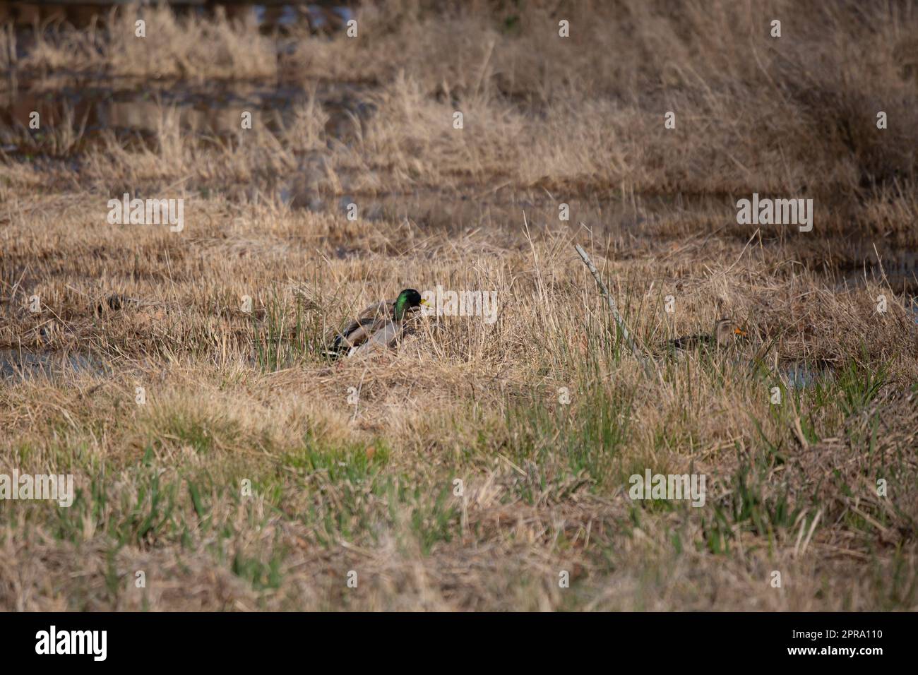 Quacking duck hi-res stock photography and images - Alamy