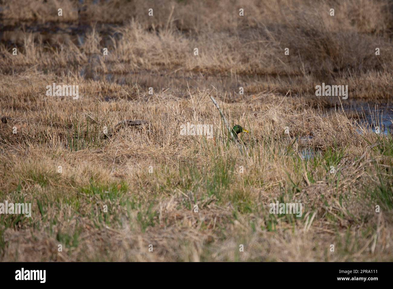 Hidden duck hi-res stock photography and images - Alamy