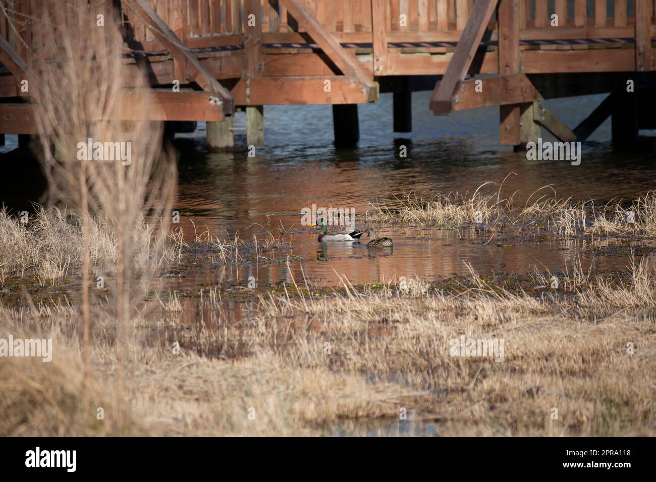 Mallard Drake and Hen Swimming Stock Photo - Alamy